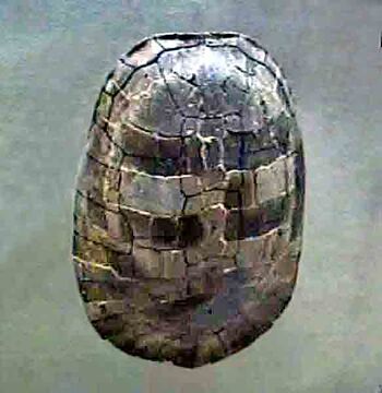 Adocus beatus | All Species Wiki | Fandom