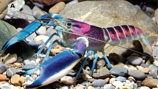 Blue Crayfish | All Species Wiki | Fandom