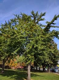 Ginkgo | All Species Wiki | Fandom