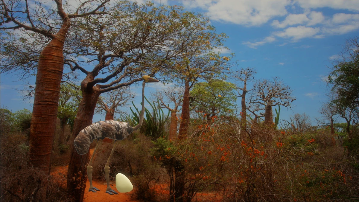 Elephant bird | All Species Wiki | Fandom