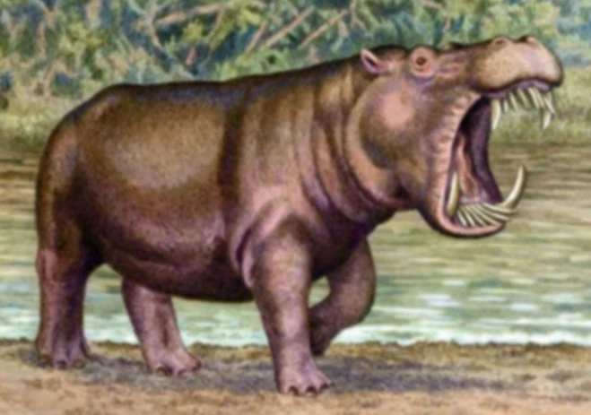 Malagasy Hippopotamus | All Species Wiki | Fandom
