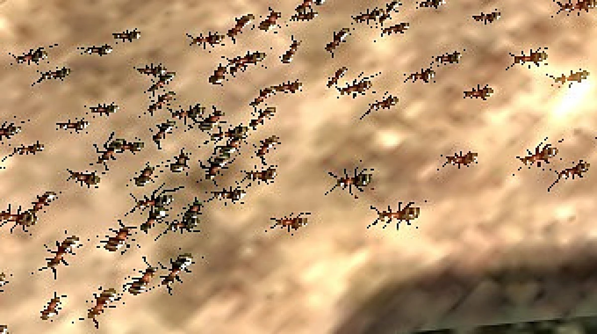 Ant (Elder Scrolls) | All Species Wiki | Fandom