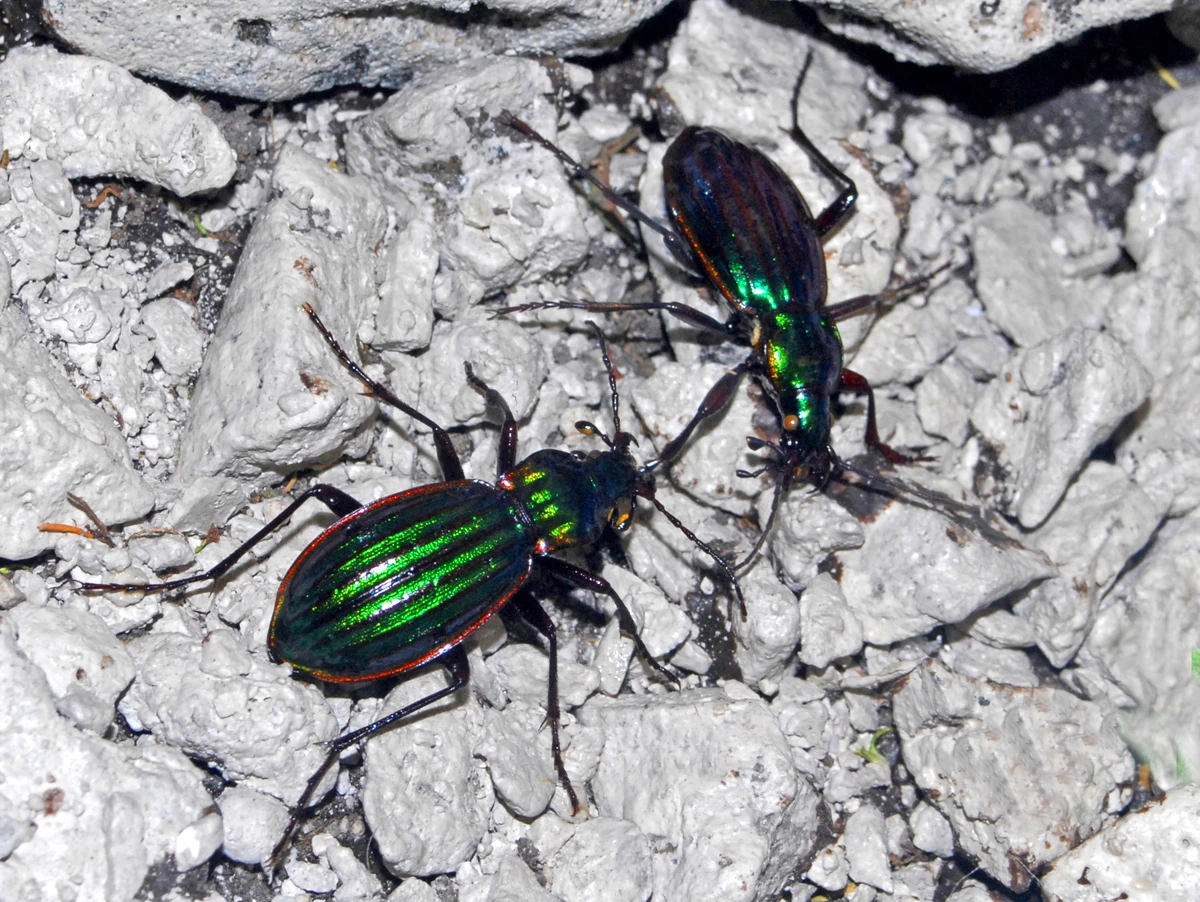 Carabus solieri | All Species Wiki | Fandom