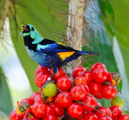 Seven-colored Tanager | All Species Wiki | Fandom