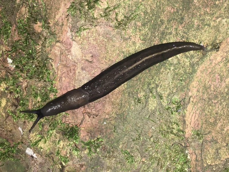 Ash black slug | All Species Wiki | Fandom