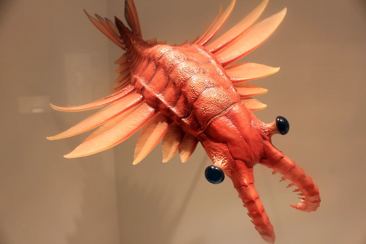 Anomalocaris | All Species Wiki | Fandom