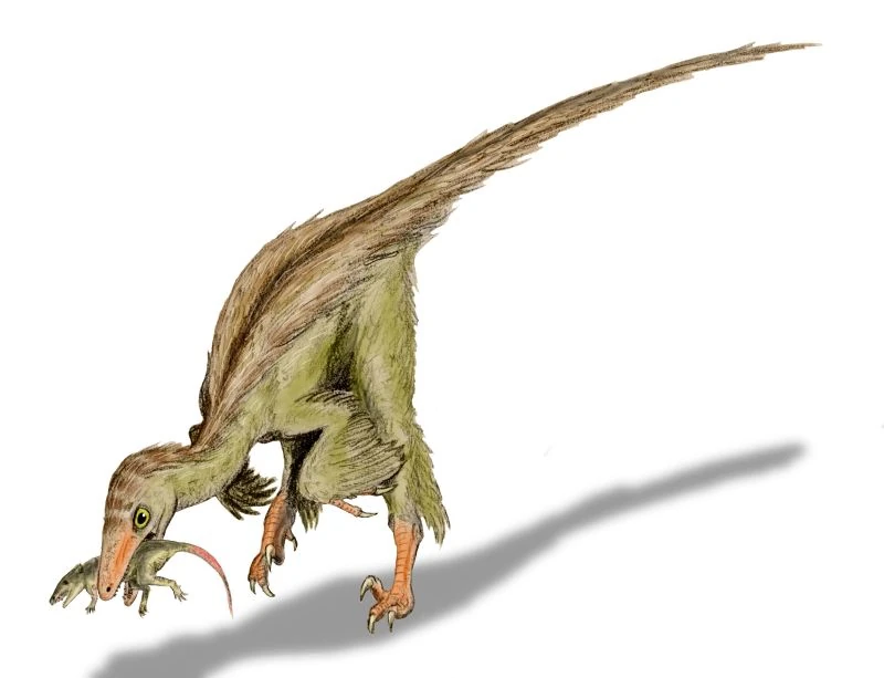 Troodon | All Species Wiki | Fandom