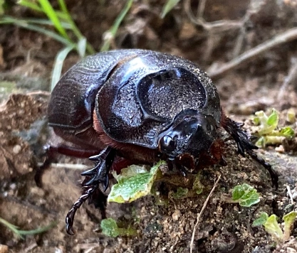 Coconut rhinoceros beetle | All Species Wiki | Fandom