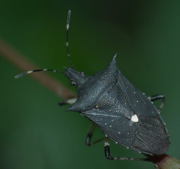Black Stink Bug | All Species Wiki | Fandom