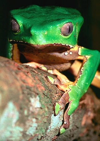 Giant monkey frog | All Species Wiki | Fandom
