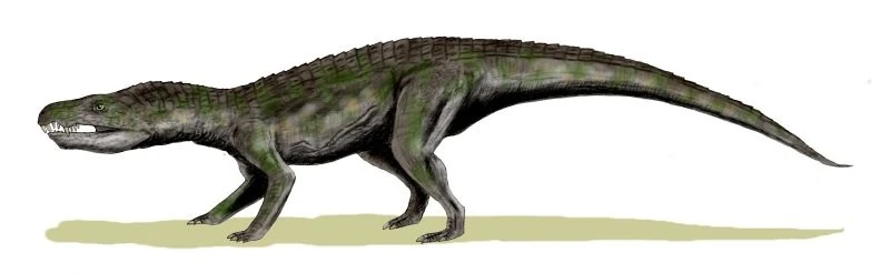 Baurusuchus | All Species Wiki | Fandom