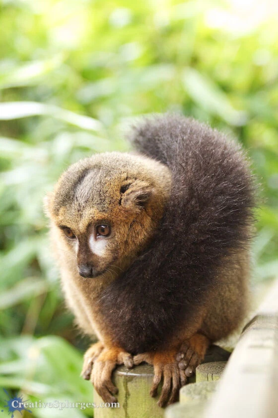 Monkey | All Species Wiki | Fandom