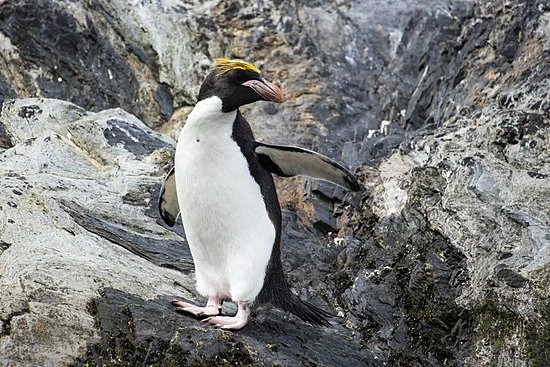 Macaroni Penguin | All Species Wiki | Fandom