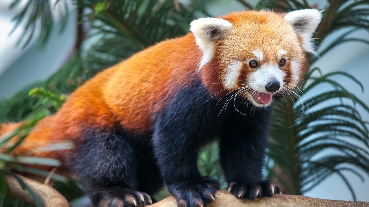 Red Panda | All Species Wiki | Fandom