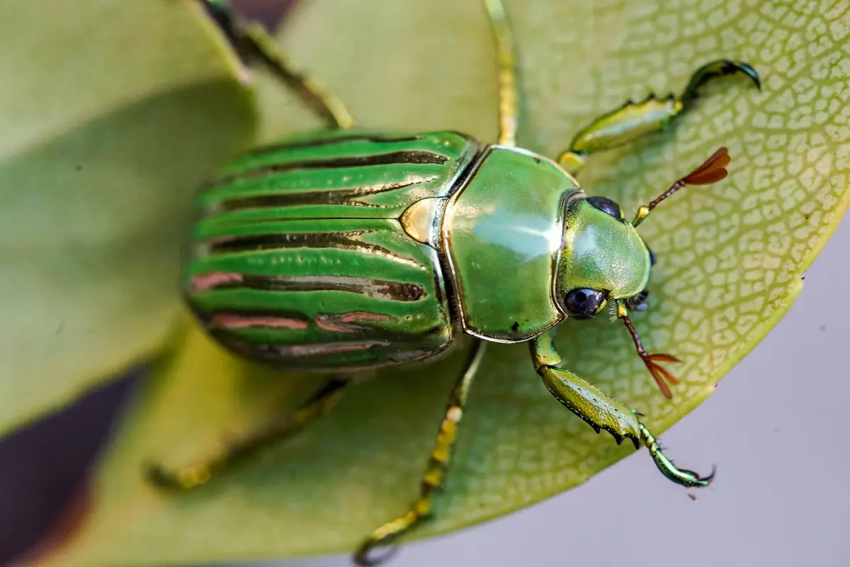 Glorious scarab beetle | All Species Wiki | Fandom