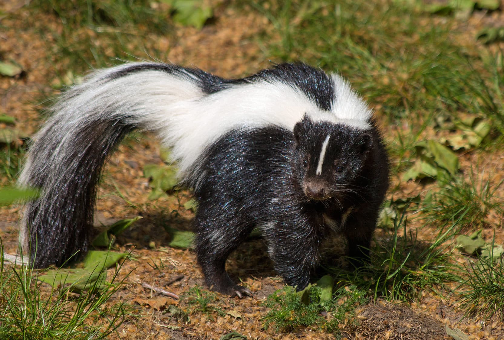 Bald Skunk