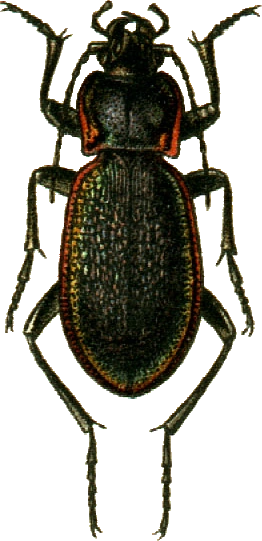 Carabus vietinghoffii | All Species Wiki | Fandom