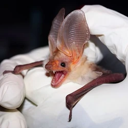 Pallid bat | All Species Wiki | Fandom