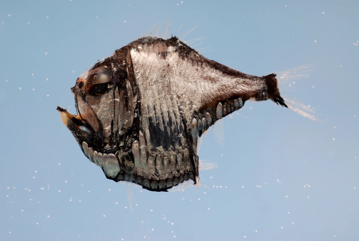 Lovely Hatchetfish | All Species Wiki | Fandom