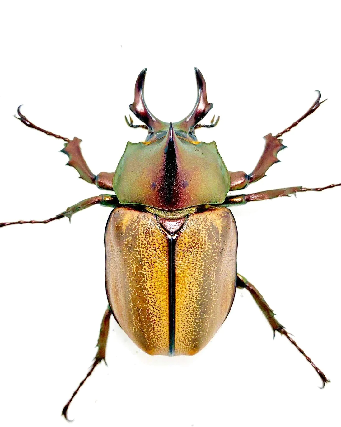 Agaocephala margaridae | All Species Wiki | Fandom