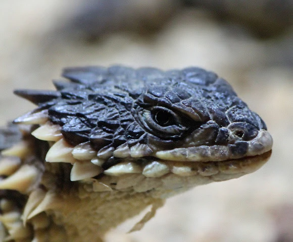 Cordylidae | All Species Wiki | Fandom