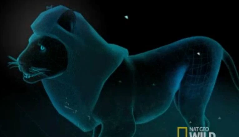 Super Cat | All Species Wiki | Fandom