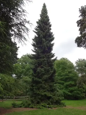 Siberian spruce | All Species Wiki | Fandom