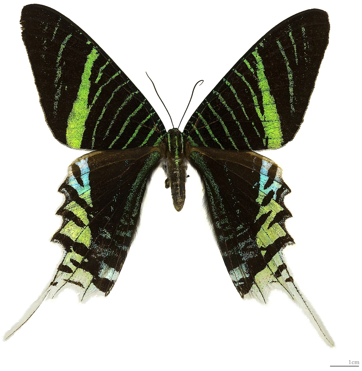 Category:Day-Flying Moths | All Species Wiki | Fandom