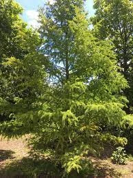 Eastern larch | All Species Wiki | Fandom