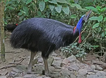 Southern cassowary | All Species Wiki | Fandom