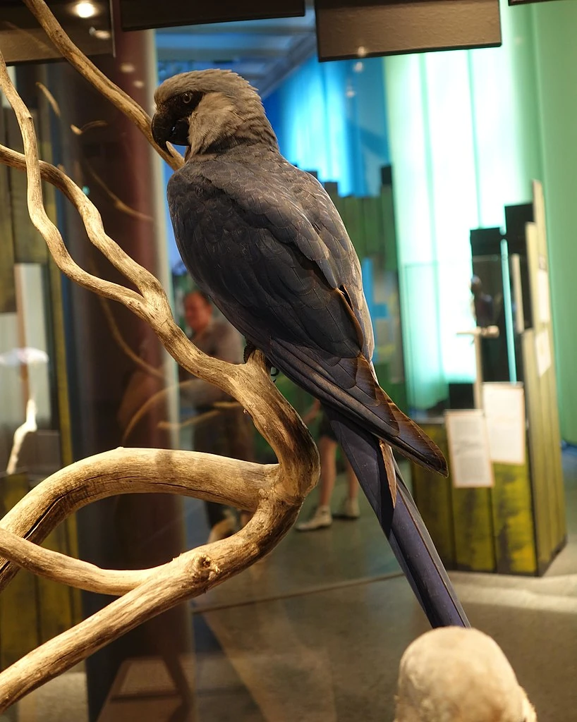 Spix's Macaw | All Species Wiki | Fandom