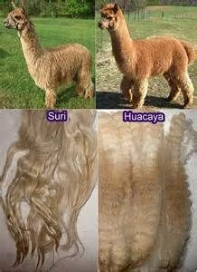 The Real Life Alpaca | Alpaca World Wiki | Fandom