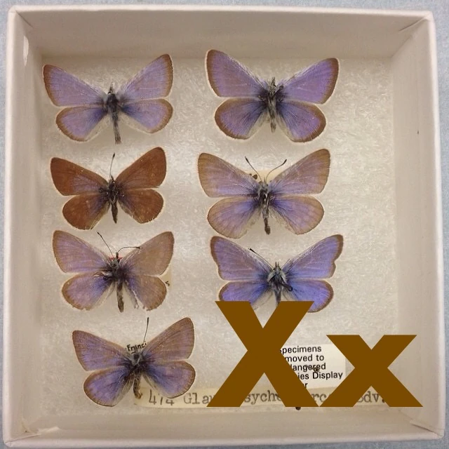 Alphabetimals 8 | Alphabet Wiki | Fandom