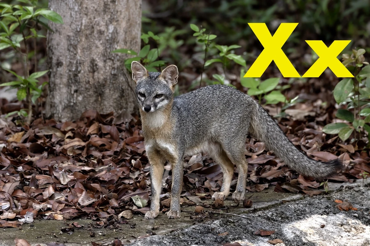 ABC Animals | Alphabet Wiki | Fandom