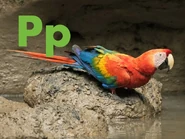 Pinkfong ABC Animals | Alphabet Wiki | Fandom