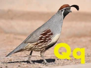 ABC Animals | Alphabet Wiki | Fandom