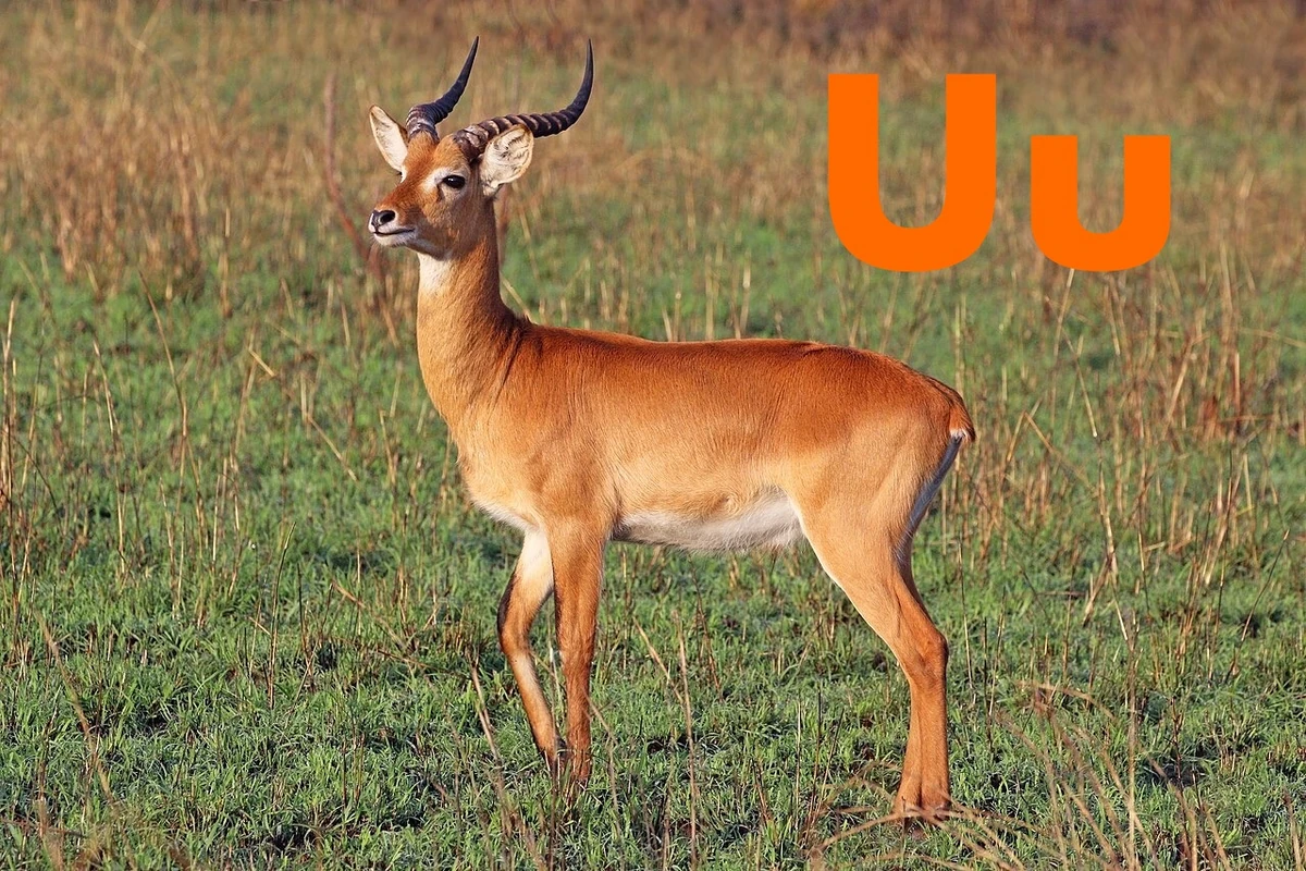 Animal Alphabet 164 (ThomasCarr0806 Version) | Alphabet Wiki | Fandom