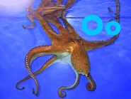 Starfall Animal Alphabet | Alphabet Wiki | Fandom