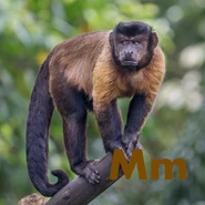 ABC Animals | Alphabet Wiki | Fandom