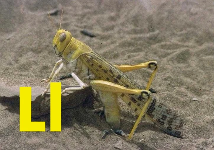 List of Species from Alphabetimals | Alphabet Wiki | Fandom