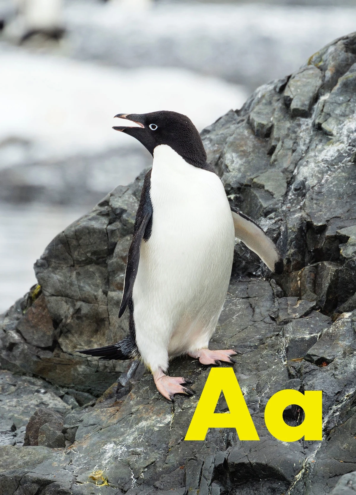 Polar Alphabetimals | Alphabet Wiki | Fandom