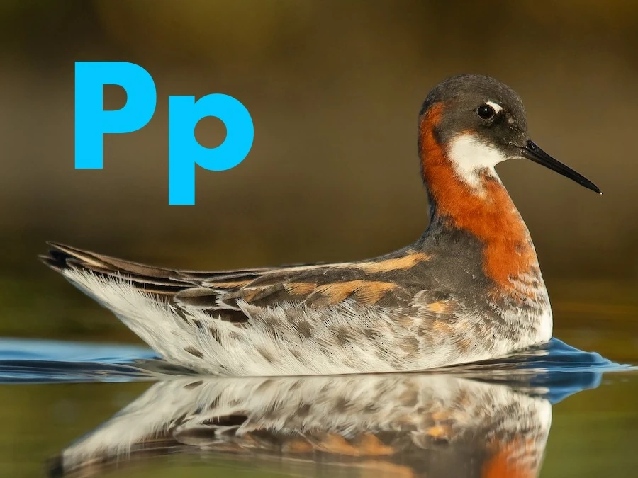 Animals That Start With Ph | Alphabet Wiki | Fandom