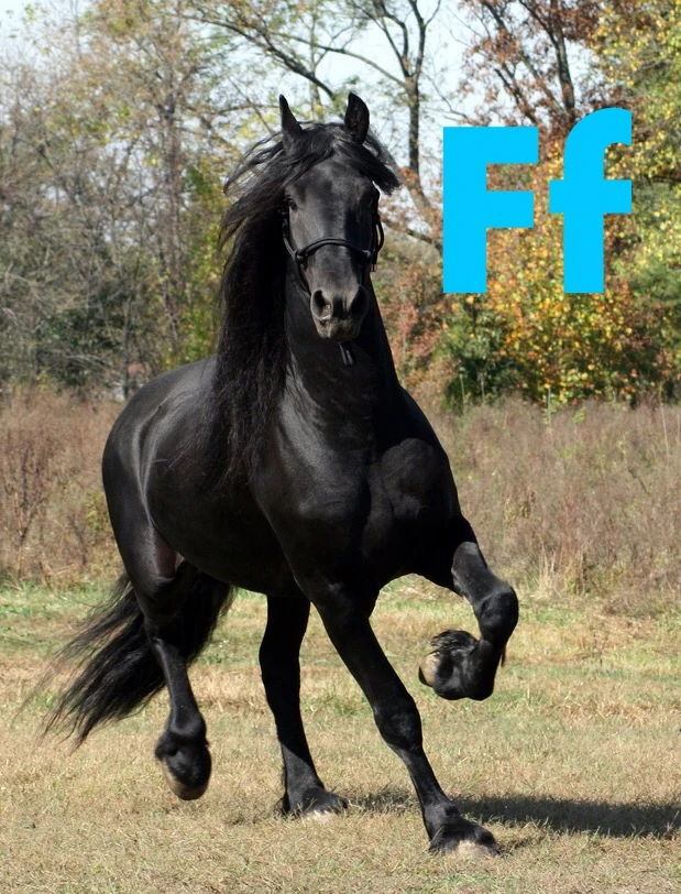 Alphabetimals 15 | Alphabet Wiki | Fandom