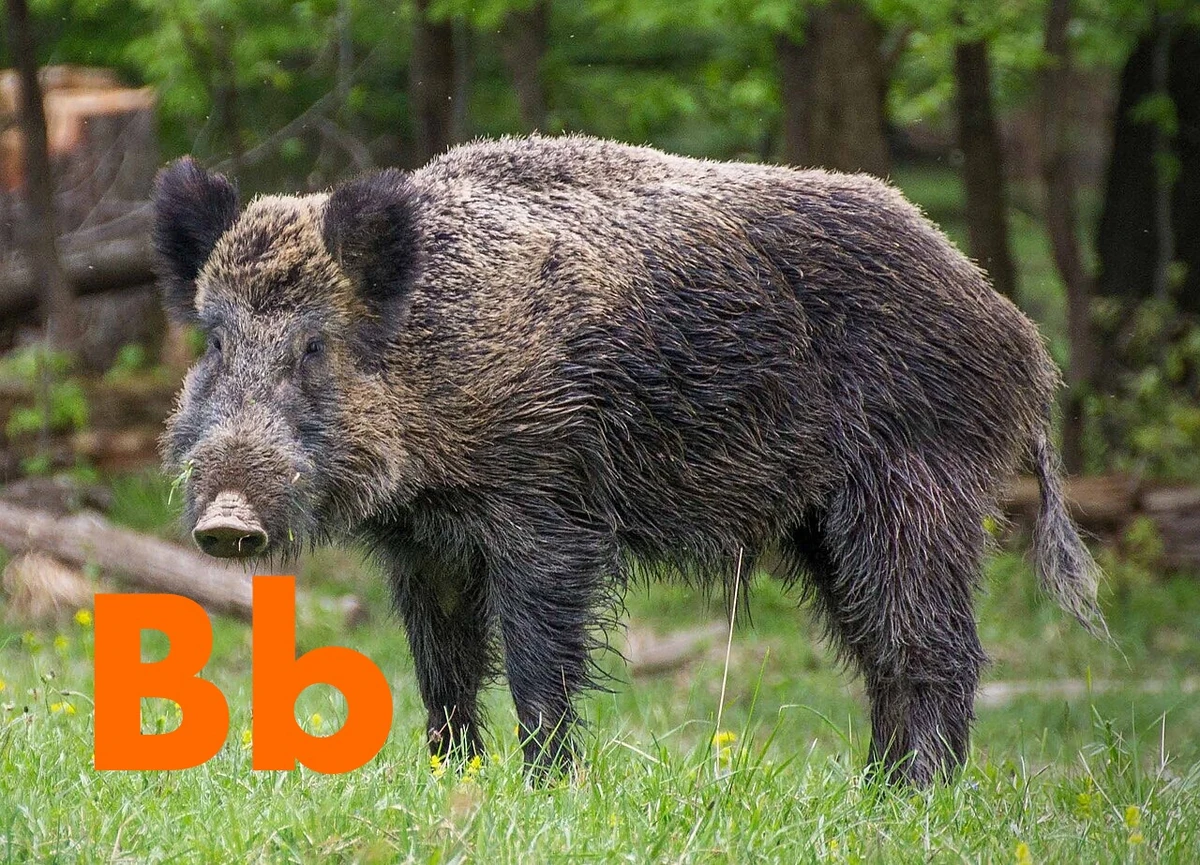 Animal Alphabet 63 (ThomasCarr0806 Version) | Alphabet Wiki | Fandom