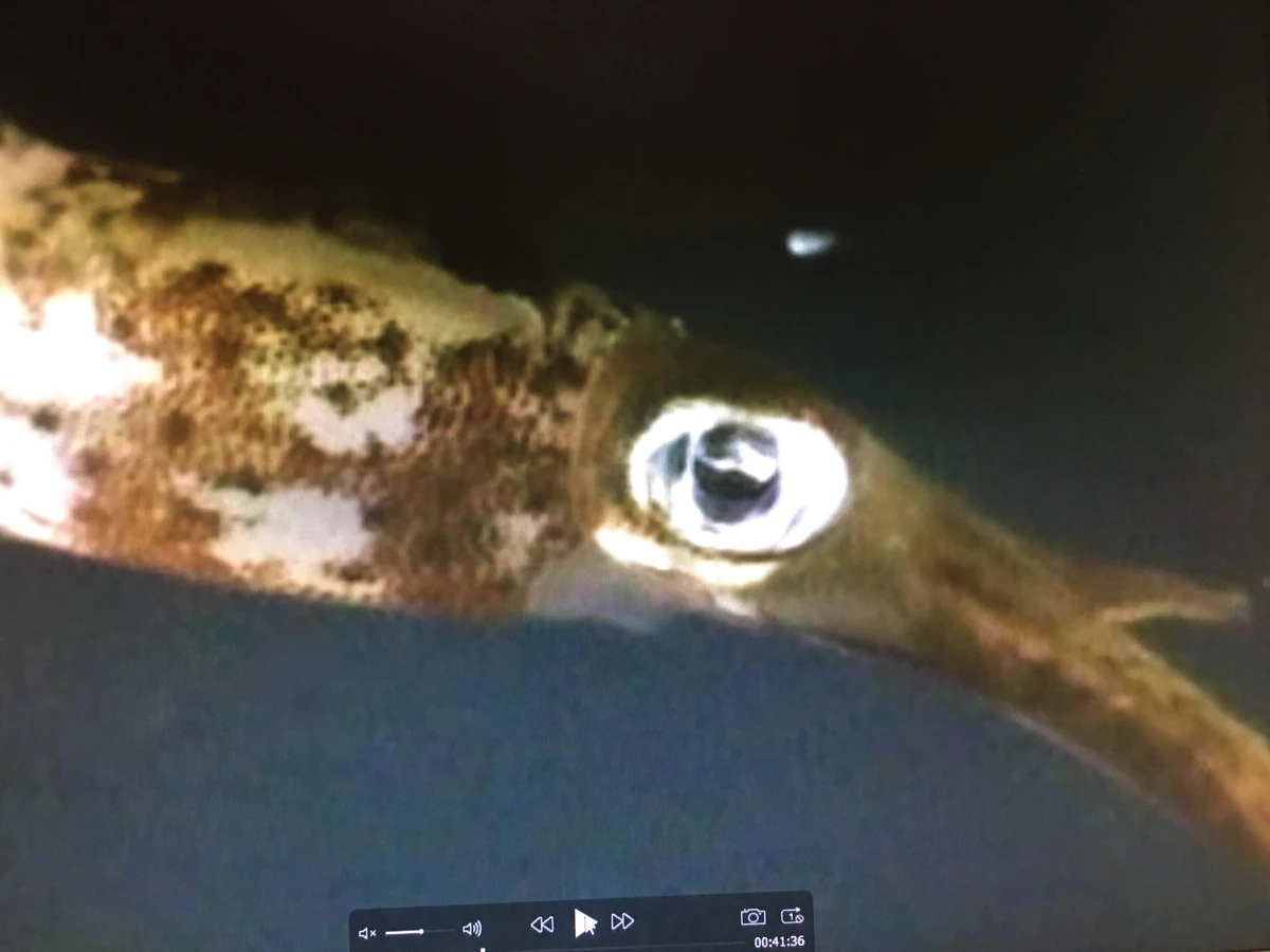 Underwater Realm Alphabet | Alphabet Wiki | Fandom