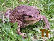 Rusty & Rosy's Animal Alphabet | Alphabet Wiki | Fandom