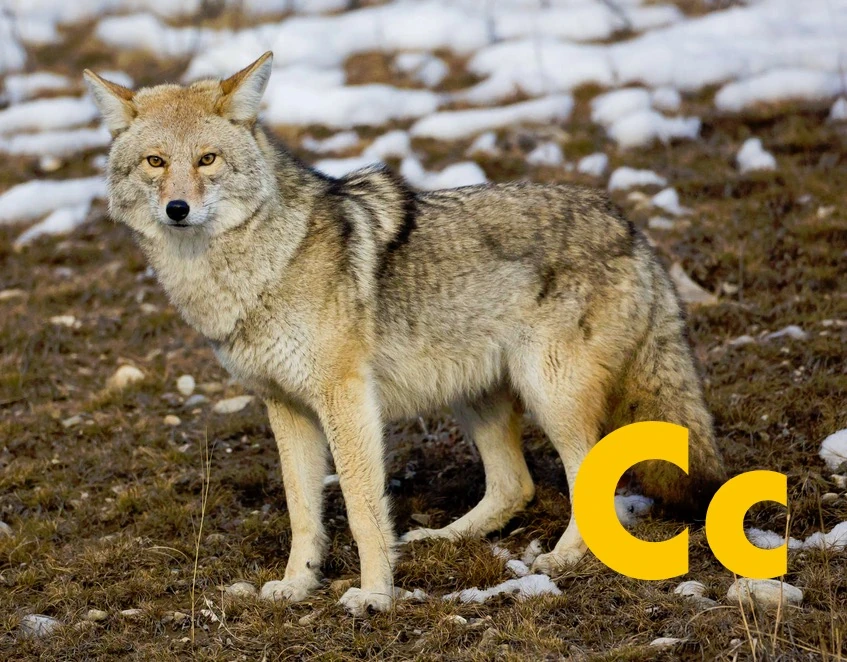 Animal Alphabet 6 (ThomasCarr0806 Version) | Alphabet Wiki | Fandom