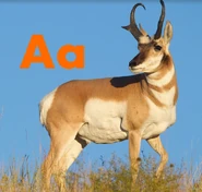 Club Baboo Animal Alphabet | Alphabet Wiki | Fandom