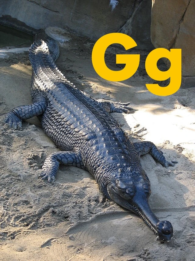 Animal Alphabet 87 (EmmettLovesAnimals Version) | Alphabet Wiki | Fandom