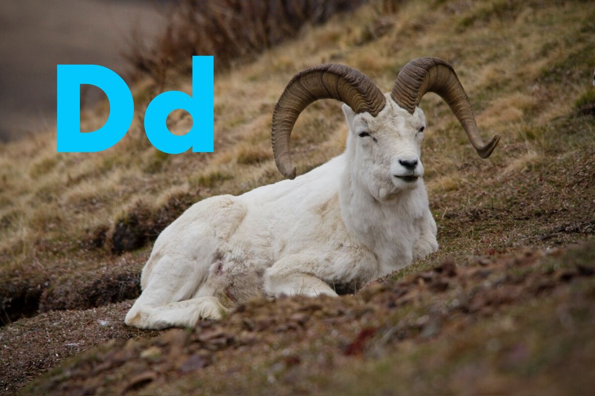 Animal Alphabet 172 (ThomasCarr0806 Version) | Alphabet Wiki | Fandom